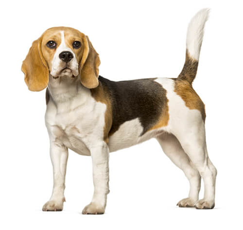 Beagle: Despre rasă, nutriție și îngrijire | Purina