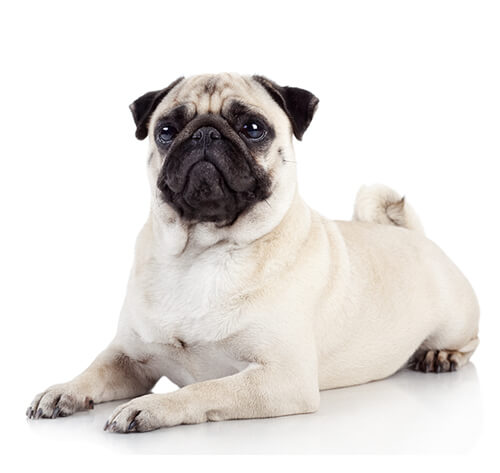 Caine Mops - Pug: Despre rasa, nutritie si ingrijire | Purina