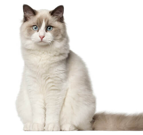 Informații despre rasa pisicilor Ragdoll | Purina