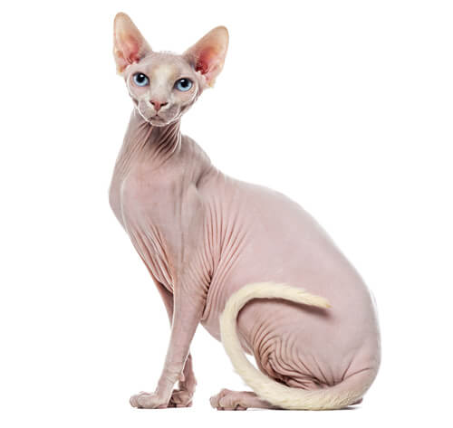 Pisica Sfinx | Informatii despre rasa pisicilor Sphynx | Purina