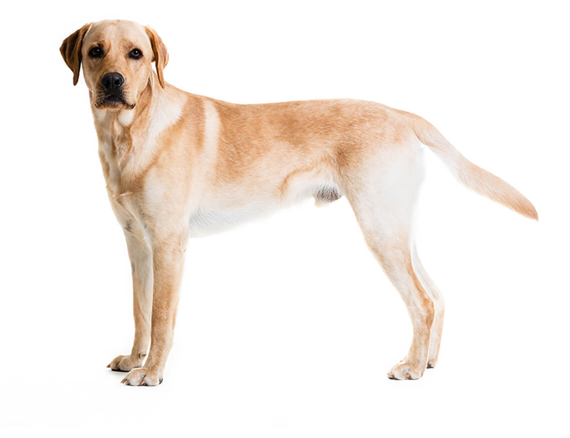 Labrador Retriever: Despre rasa, nutritie si ingrijire | Purina