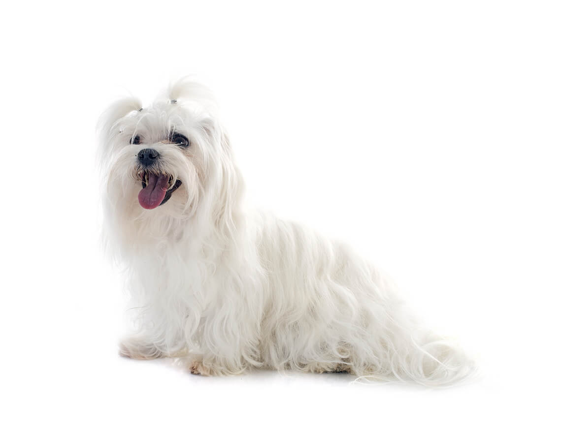 Bichon Maltez: temperament, nutritie si ingrijire | Purina RO