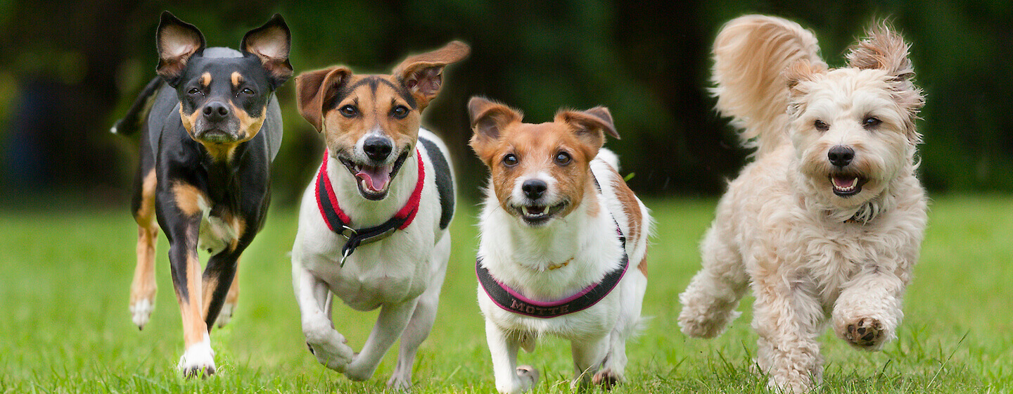 Pedigree Caini | Ce inseamna si cum obtii unul | Purina