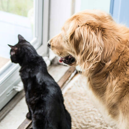Pisica Birmaneza | Informatii despre rasa pisicilor Birmaneze | Purina