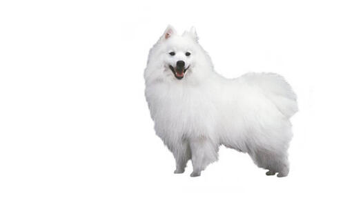 Japanese Spitz Dog Breed Information | Purina