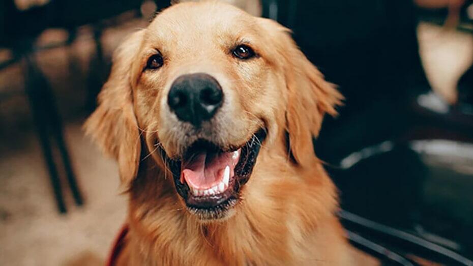 Istoria Cainelui - Cel mai bun prieten al omului | Purina